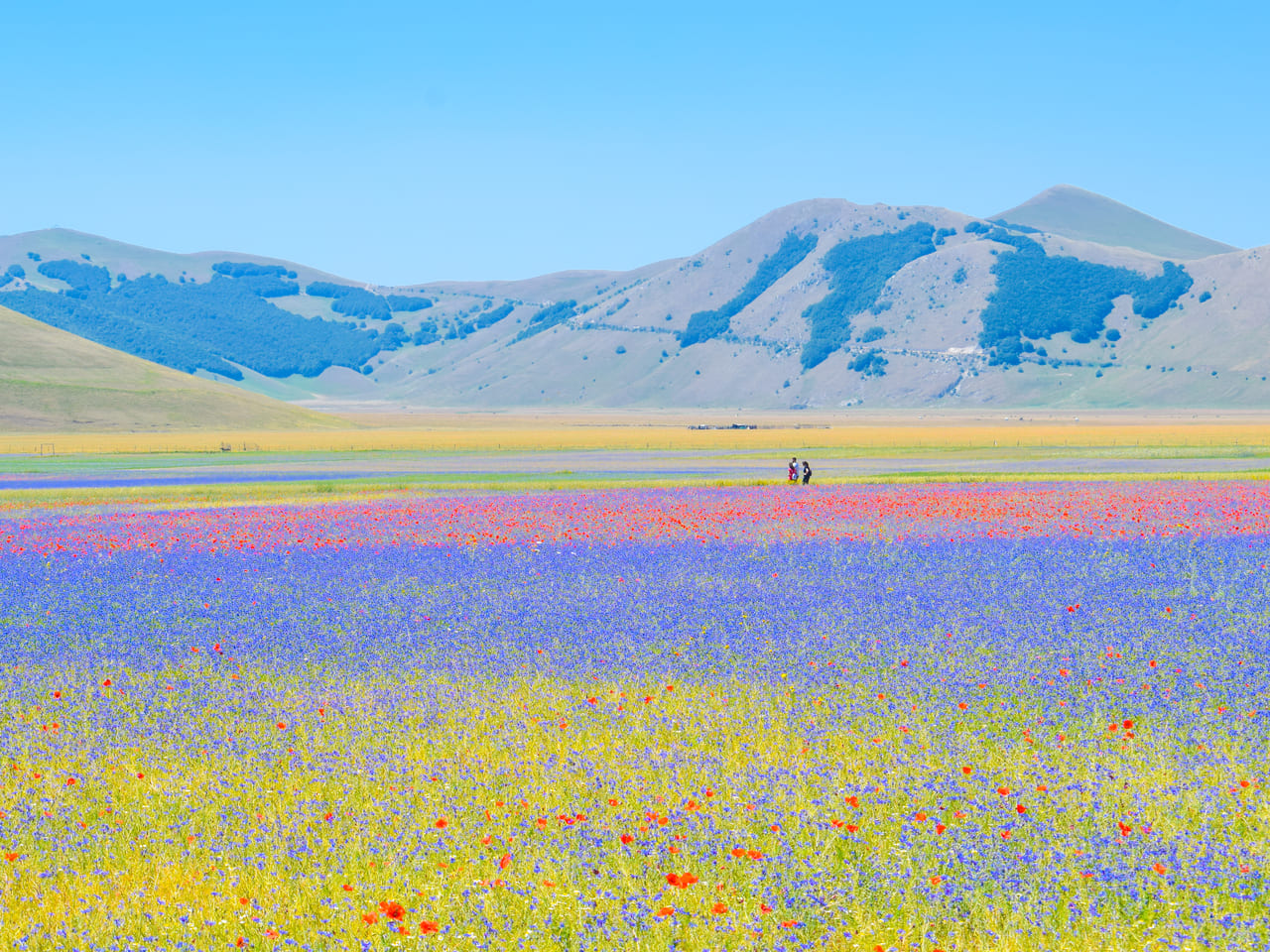 La fioritura di Castelluccio di Norcia: tutte le informazioni utili